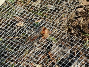 Ham Radio Tech: Ground Screens–the “Magic Carpet”?